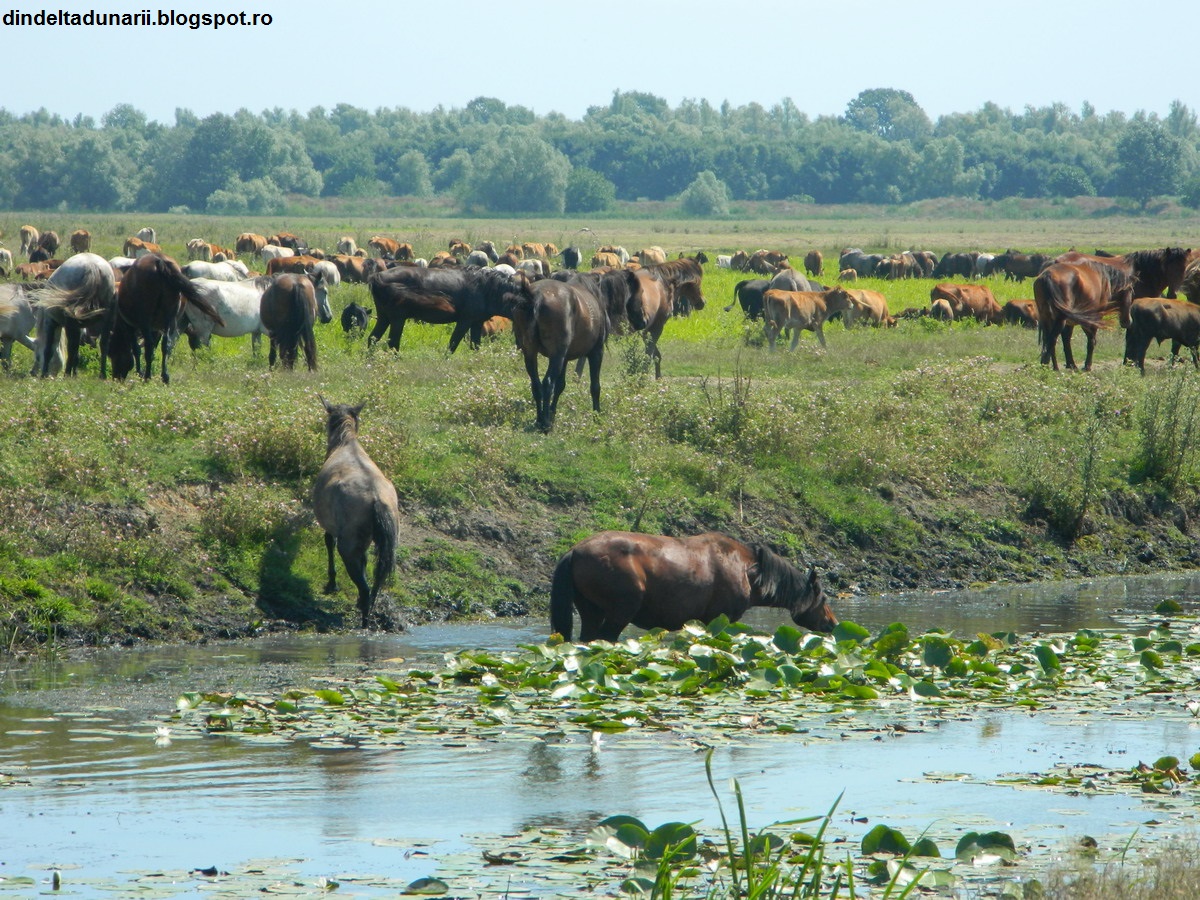 Din Delta Dunării: Caii sălbatici din Delta Dunării