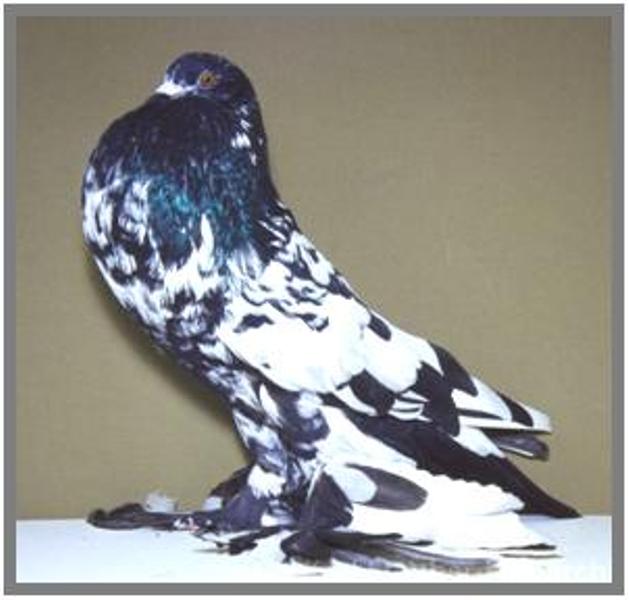 Dutch Curled Cropper | BD PIGEONS