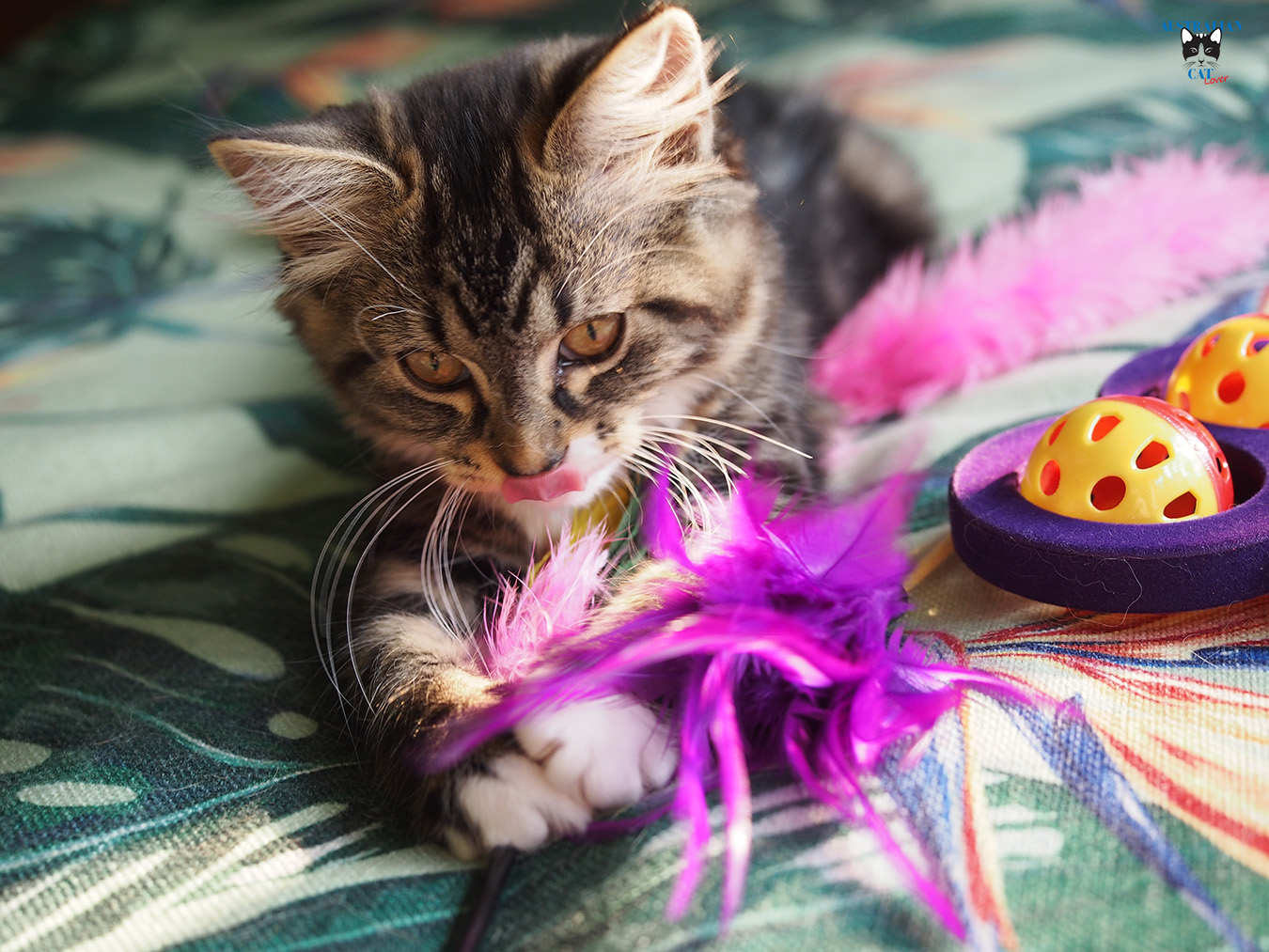 The latest Fur Fads for Aussie Pet Owners | Australian Cat Lover