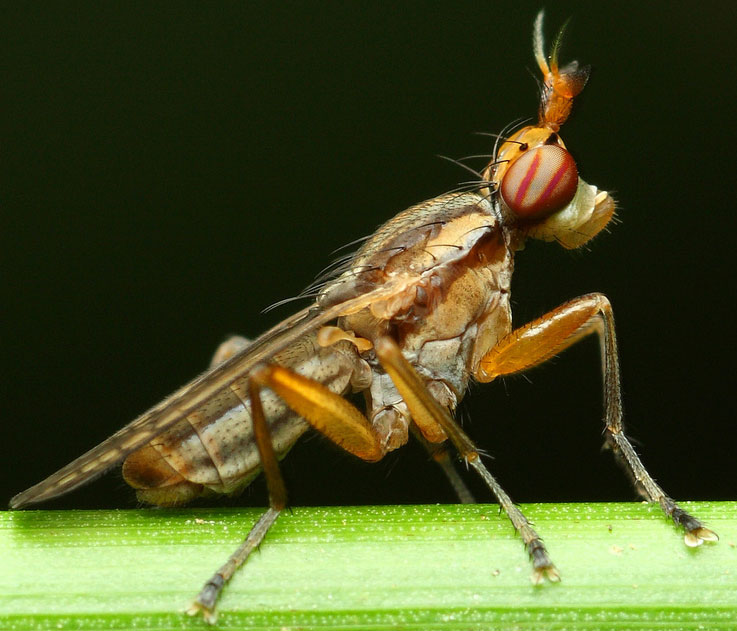 JJ's Photographic nature blog: November 2011