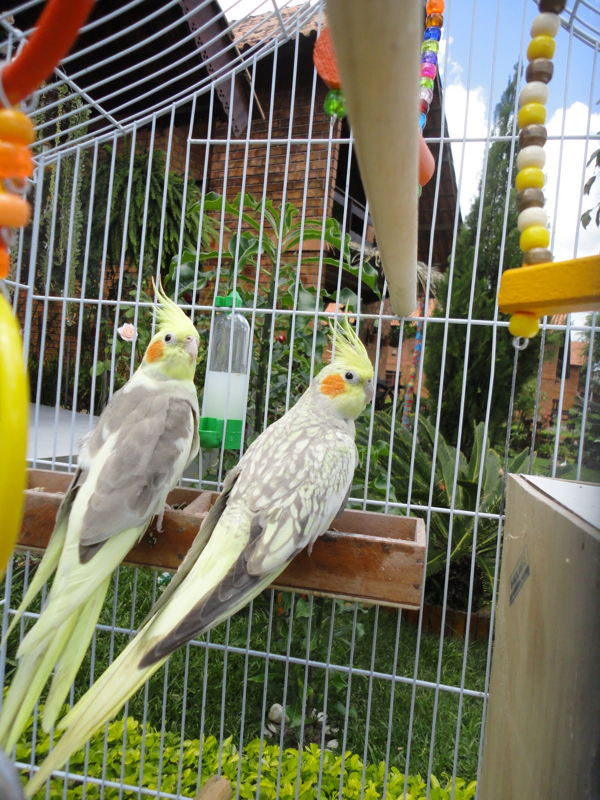 A BELEZA E A ARTE DAS CALOPSITAS: Calopsitas Arlequim Canela e Perola ...