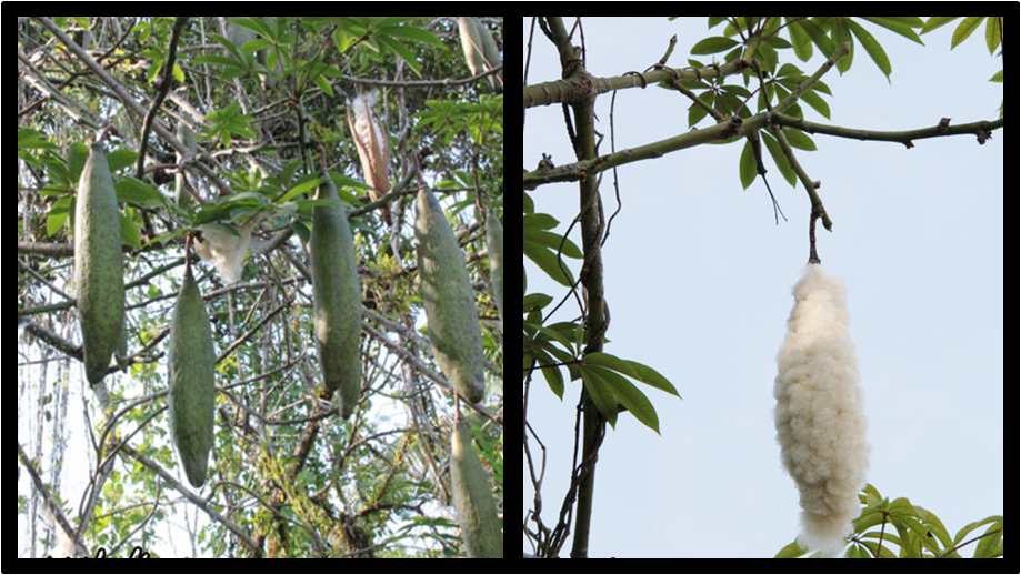 jom beli bantal kabu....: PoKoK KeKaBu....!!