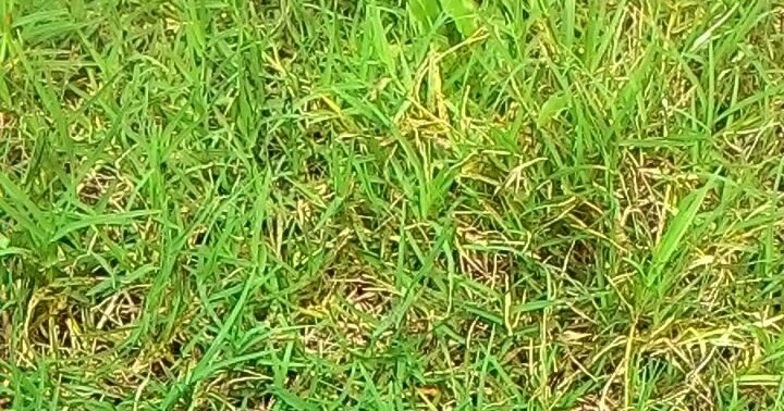 Rumput Lamuran ~ JUAL RUMPUT TAMAN DAN BIBIT RUMPUT TERNAK