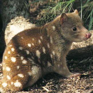 Quoll | The Life of Animals