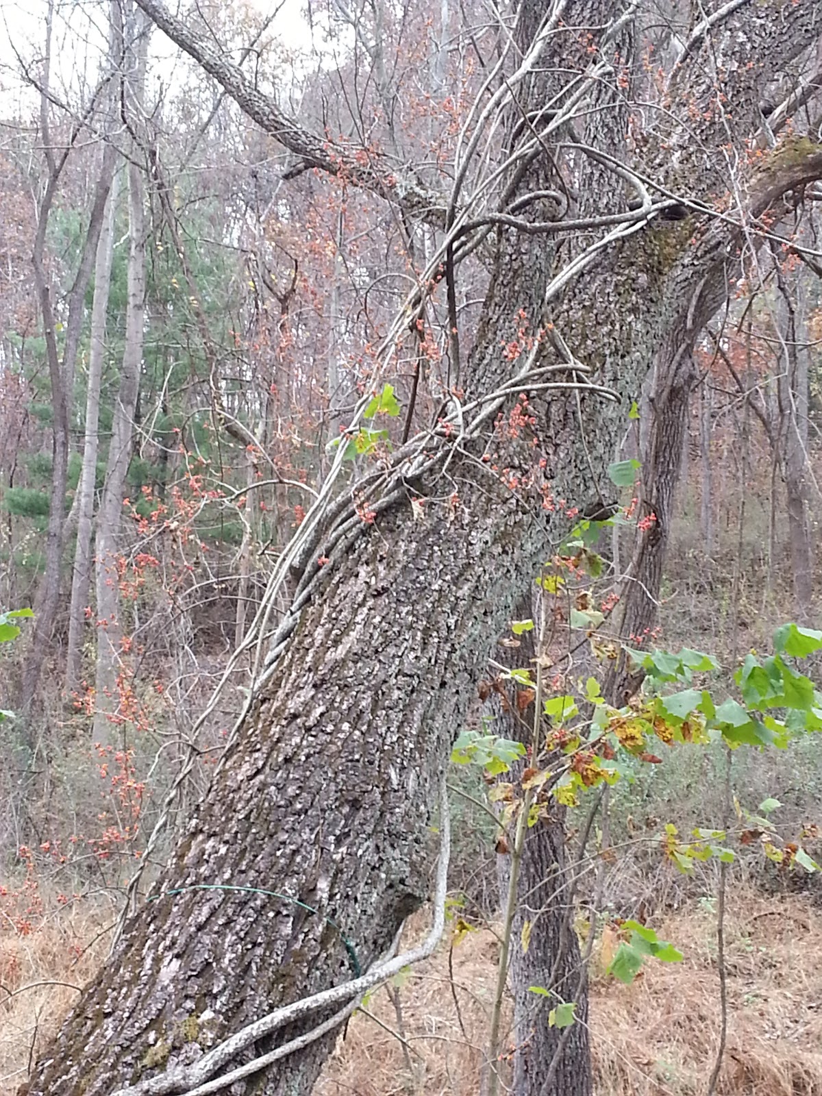 Itsy Bitsy Spiders: Oriental Bittersweet in Fall