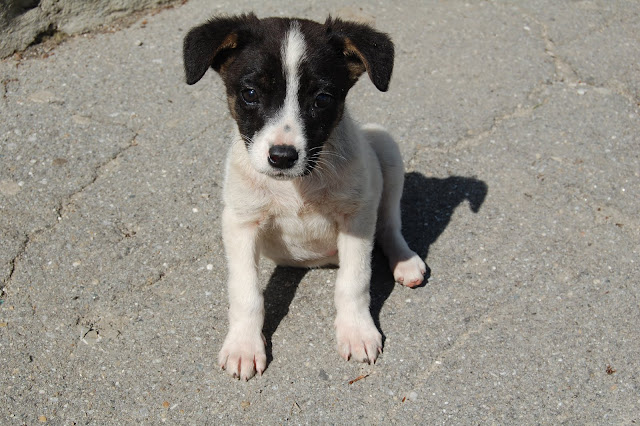 Wallpapers: Catelusi