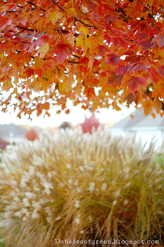 33 Shades of Green: Fall in Photos