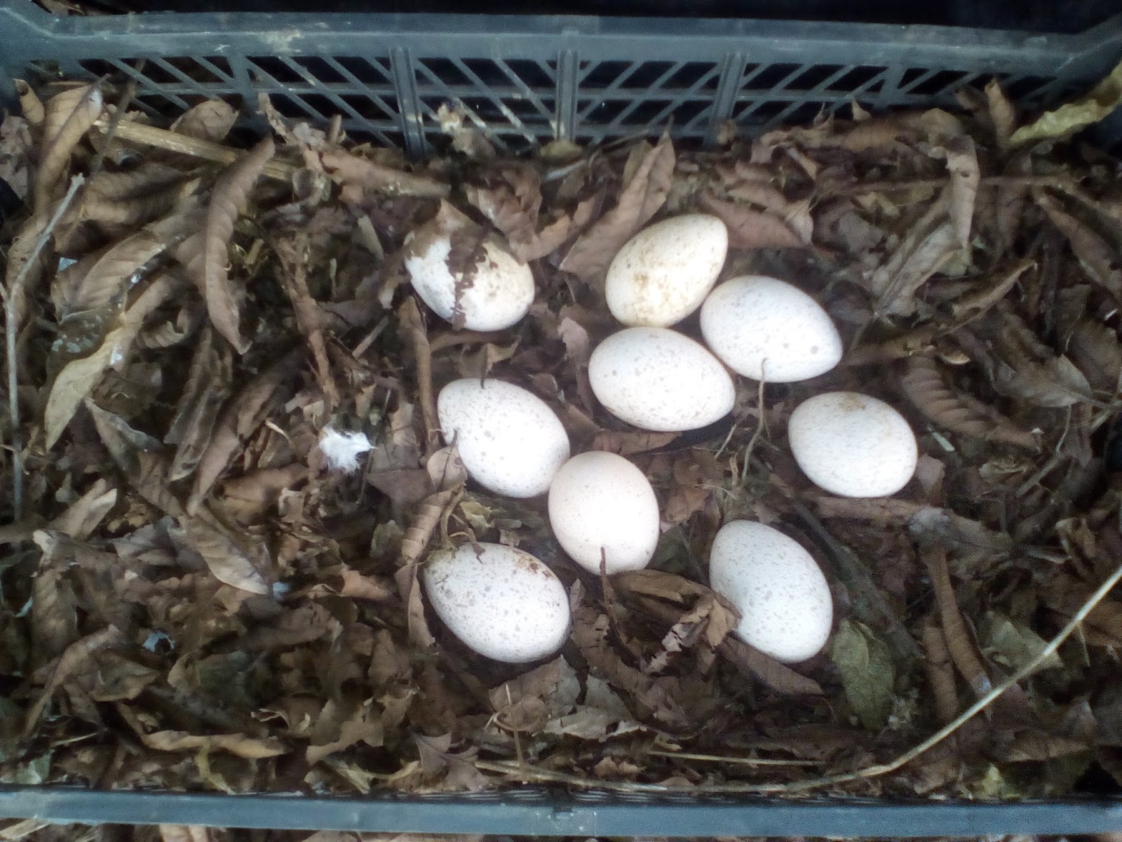 Acuaponía, jardines agroecológicos, permacultura. Huerto/Solar ...