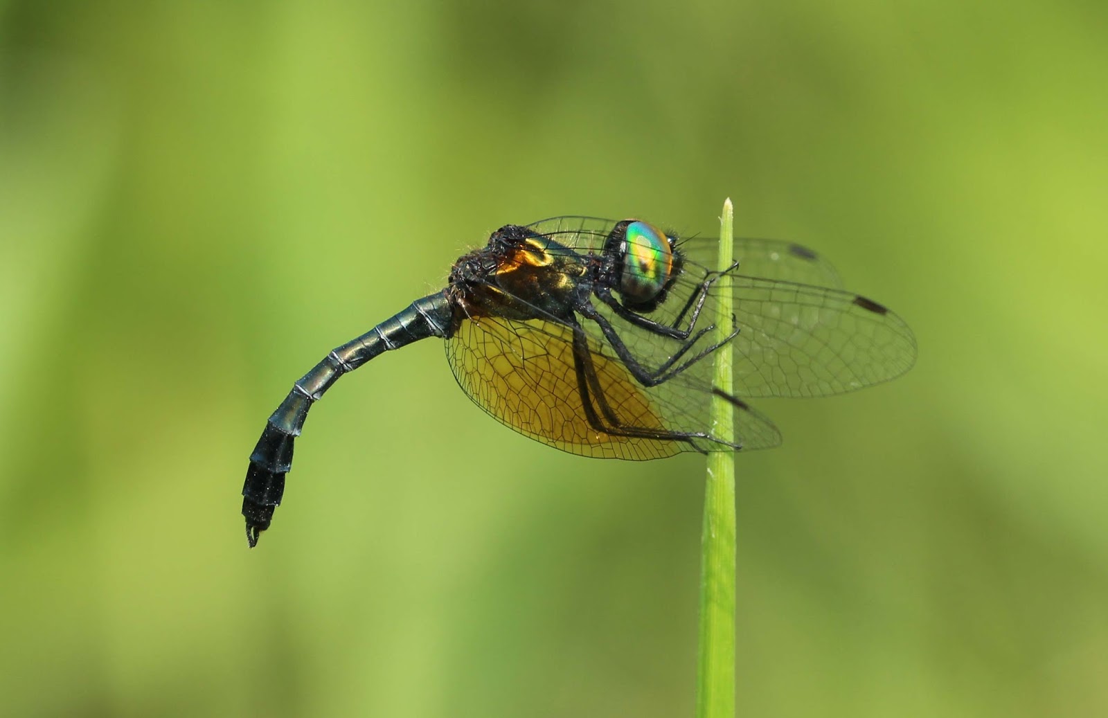 Dragonflies and damselflies of Vietnam: New Year's Resolution 2 - the ...