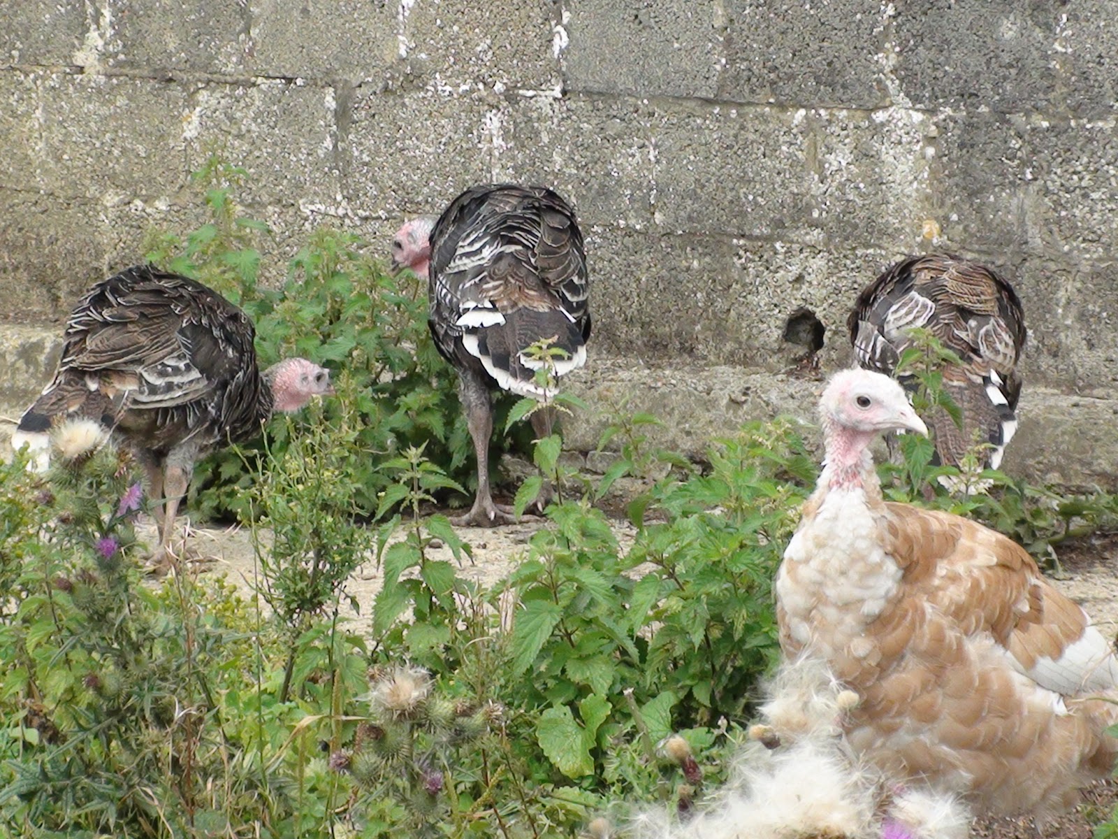 Adventures in Smallholding: Heritage turkey poults for sale