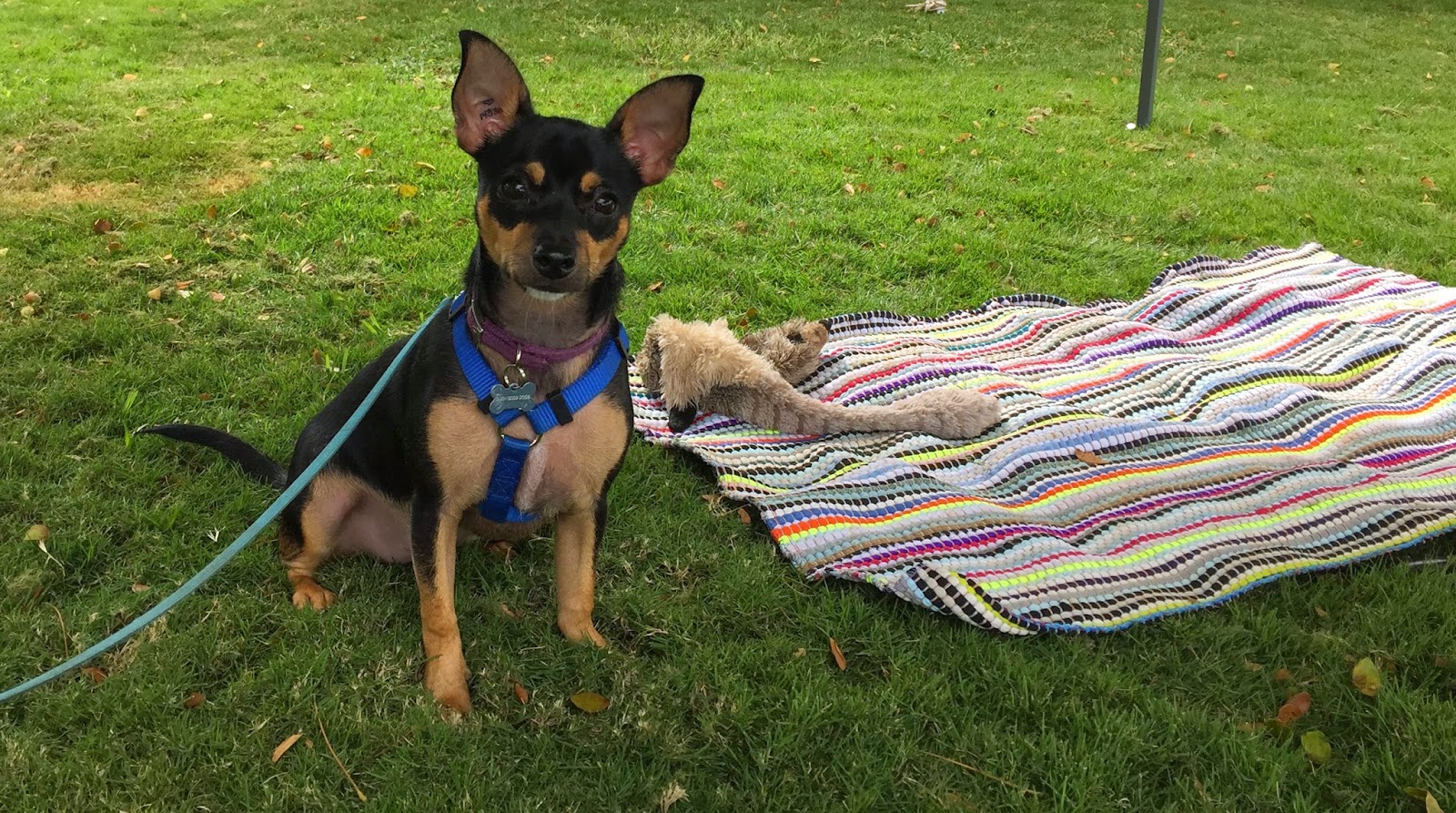 Such Good Dogs: Happy Birthday Devo!