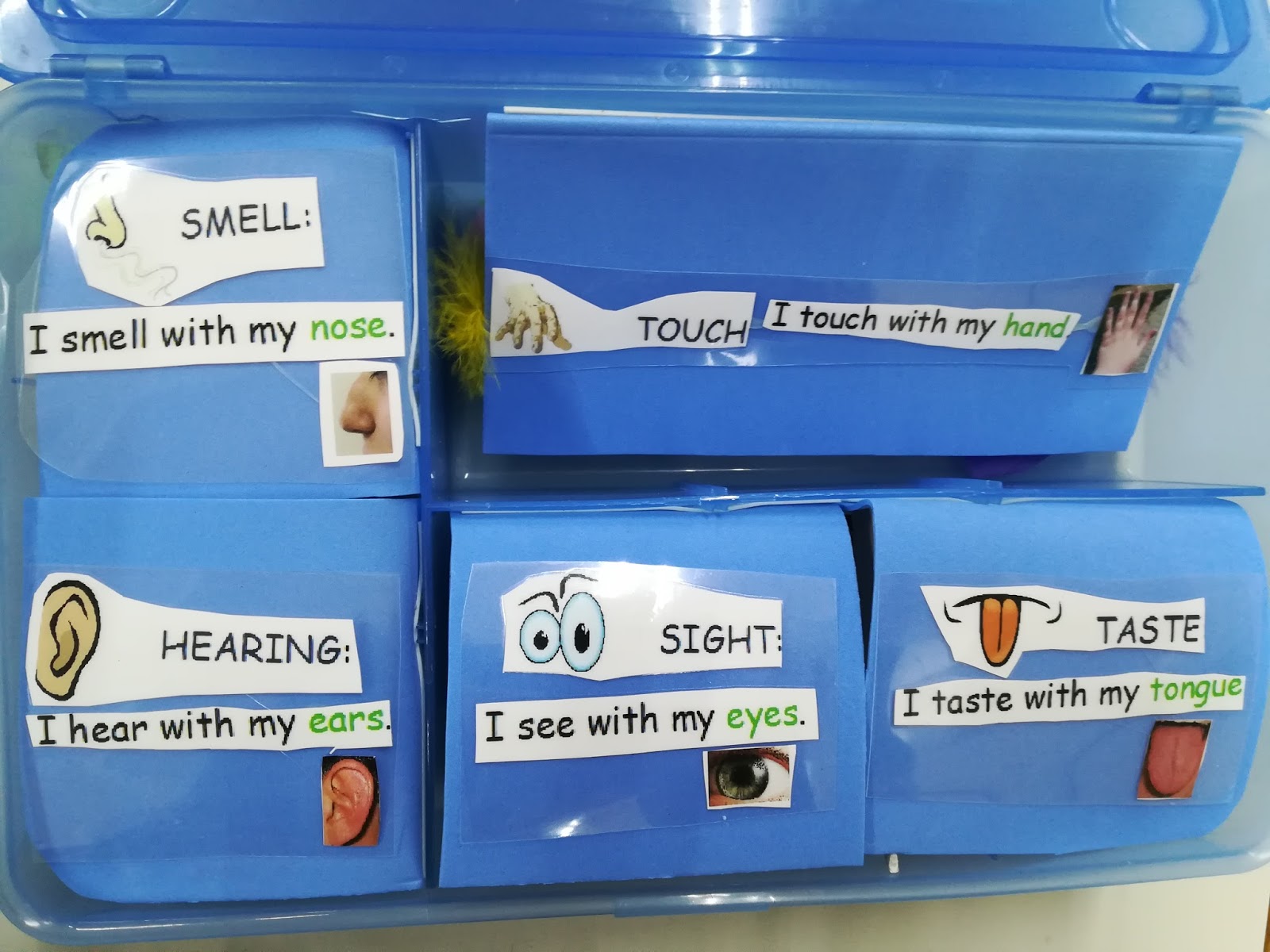 Fslovenglish Los 5 Sentidos The Five Senses