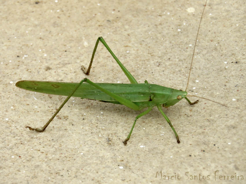Tipos De Esperança Inseto - LIBRAIN