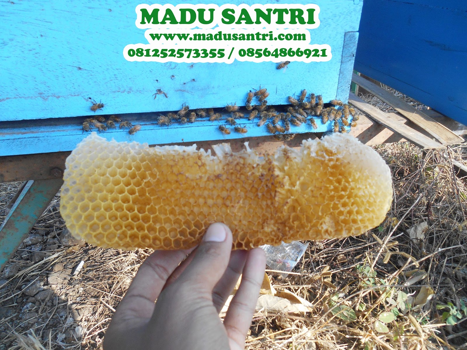 manfaat madu: jual madu asli di jayapura , grosir madu murni di ...