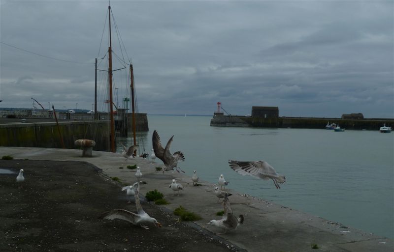 Guernsey Gulls: A Quick Trip to the French Channel Islands – Chausey!