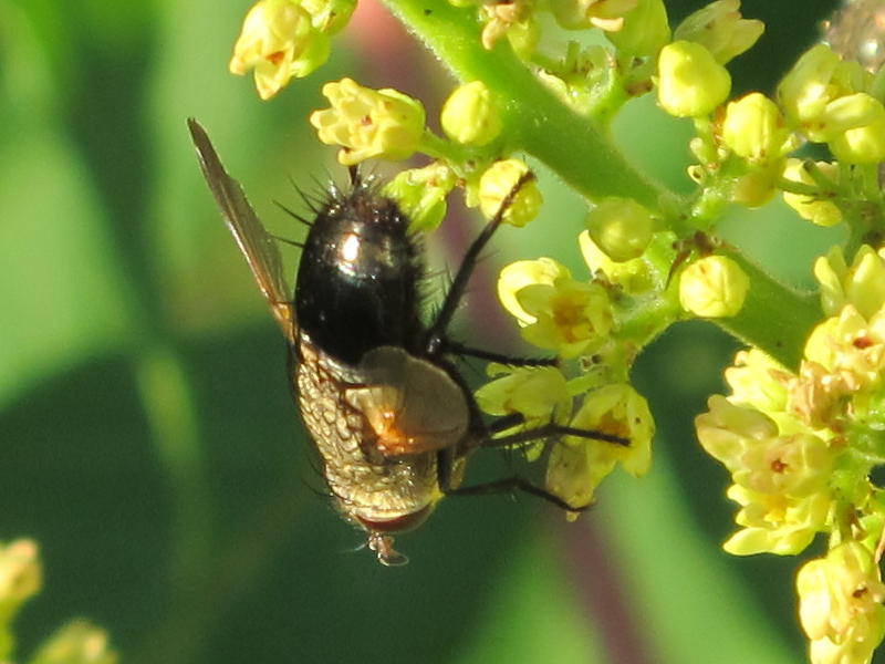 Blue Jay Barrens: Smooth Sumac Insects