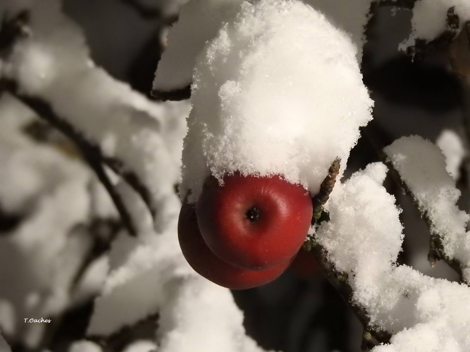 PASARI DIN ROMANIA: MERE ROSII