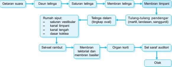 Mekanisme Proses Pendengaran Pada Telinga Manusia Lengkap Dengan Gambar ...