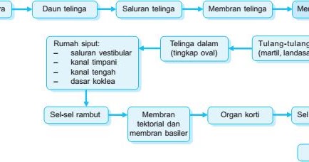 Mekanisme Proses Pendengaran Pada Telinga Manusia Lengkap Dengan Gambar ...