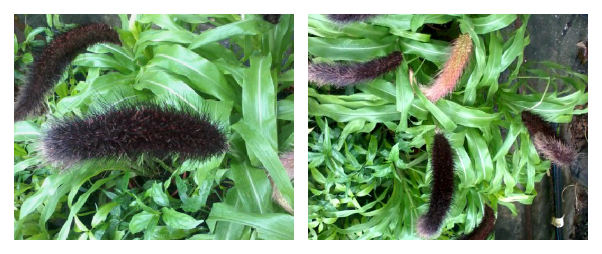 Baru Bunga Buluh, Konsep Penting!