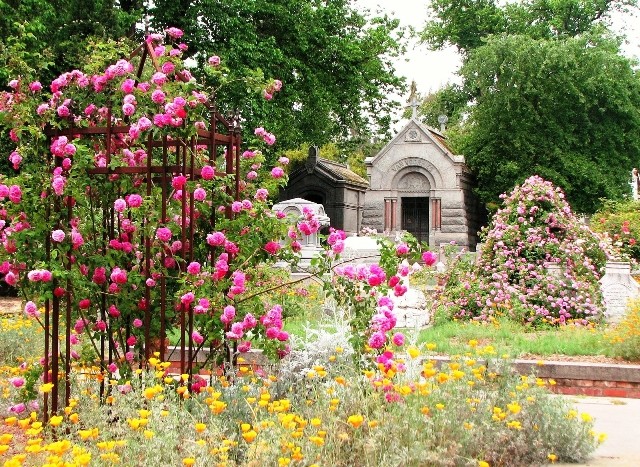 The Cemetery Traveler - by Ed Snyder: Antique Cemetery Roses!