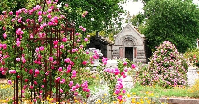 The Cemetery Traveler - by Ed Snyder: Antique Cemetery Roses!