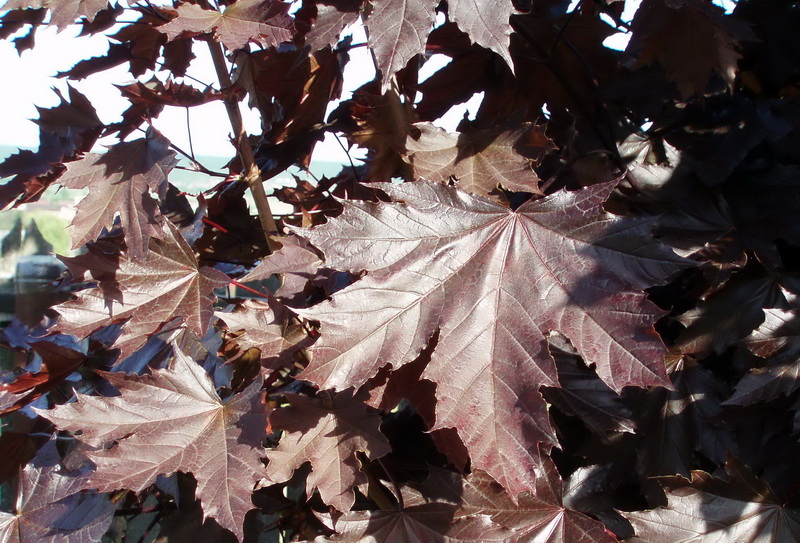 Blogul Simonei: Aroganţe. Arţar canadian