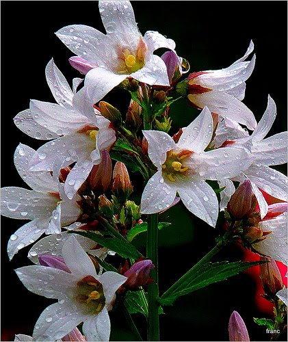 BEAUTIFUL FLOWERS: Campanula Flowers - Pictures & Meanings