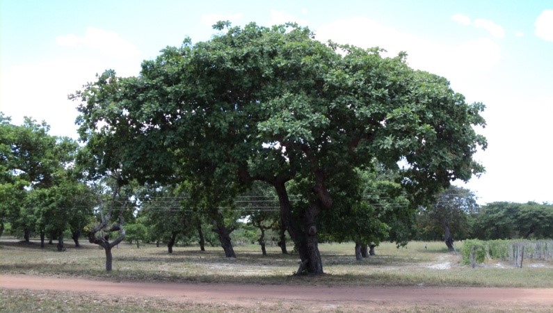FRUTAS BRASIL: Botânica do cajueiro