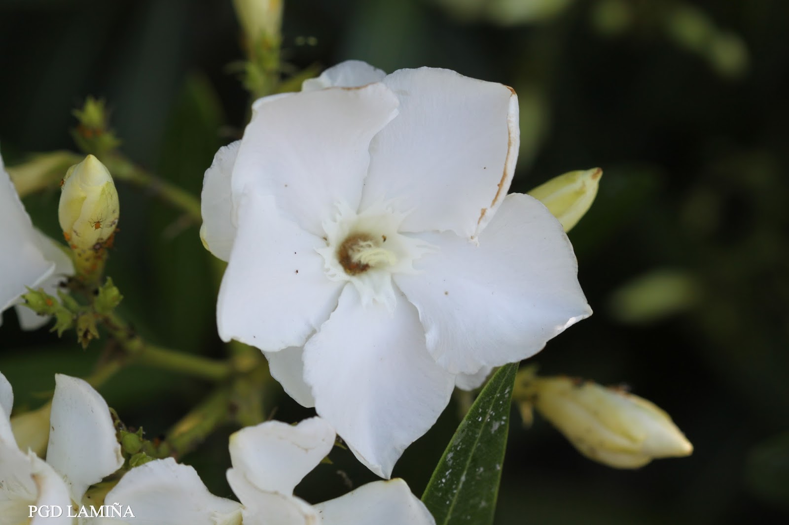 NERIUM OLEANDER. baladre o laurel de flor.