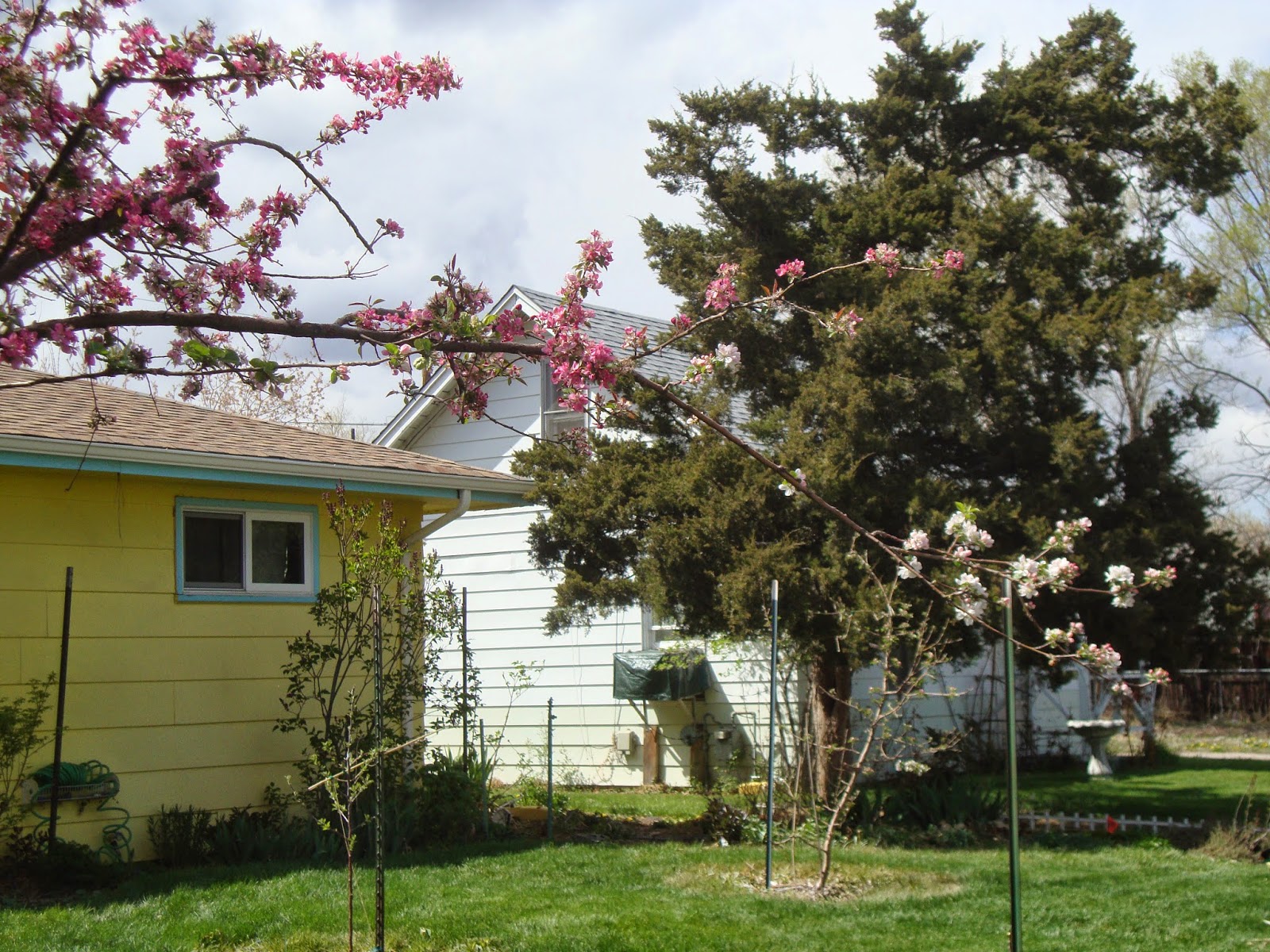 CO-Horts: Learn How to Graft Apple Trees