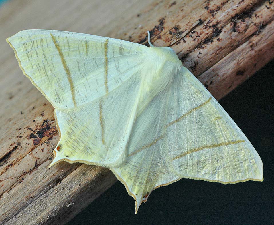 CABINET OF CURIOSITIES: Swallow-tail Moth