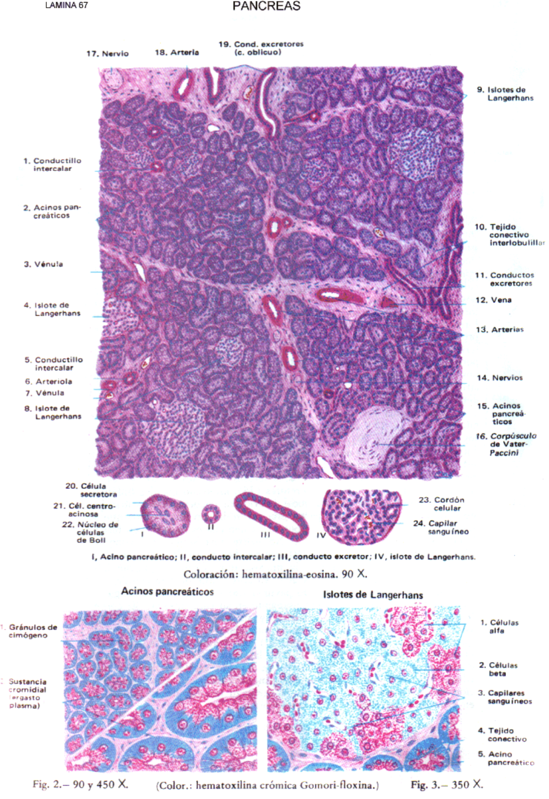 E.C.I 2- Biología: Histología de Pancreas
