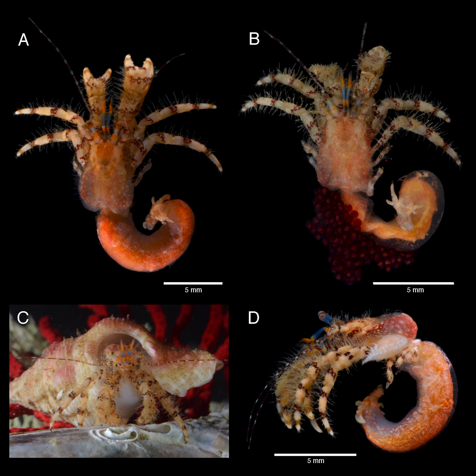 Species New to Science: [Crustacea • 2018] Pagurus fraserorum • MicroCT ...