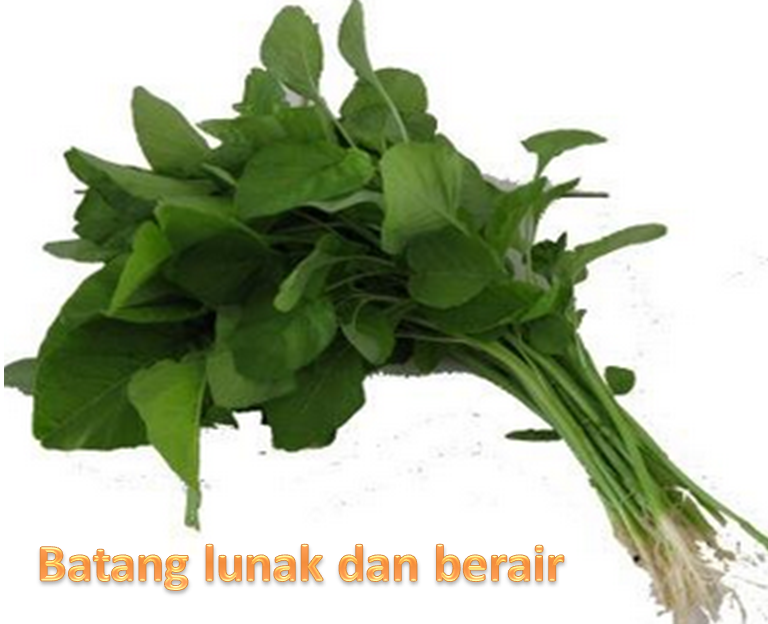 Struktur batang tumbuhan dan fungsinya - Materi Pelajaran SD