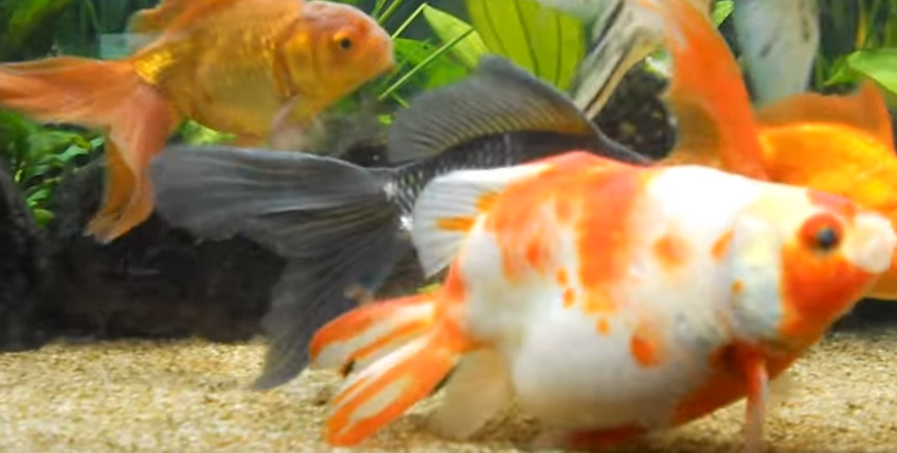 poisson Queus-de-voile aquarium ~ poisson