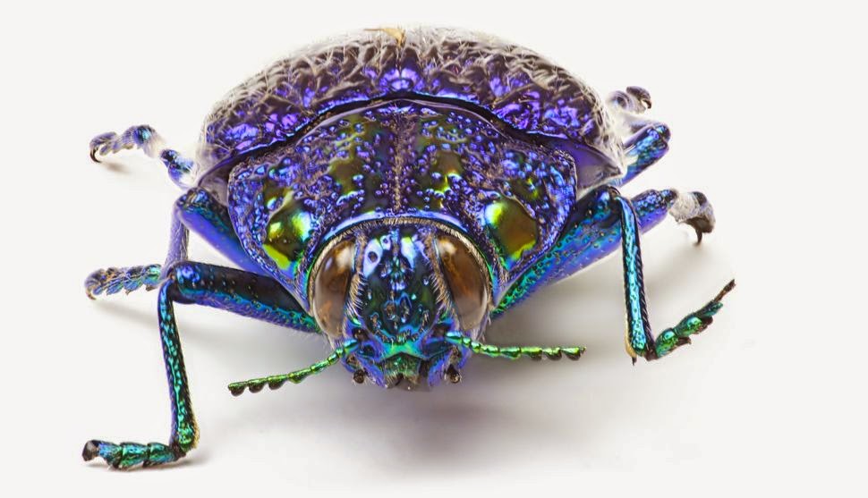 Insectos hermosos y espectaculares, ¡conócelos! | Limbo