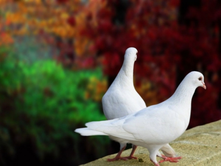 Moms Arshaka: Love Story : Merpati Putih