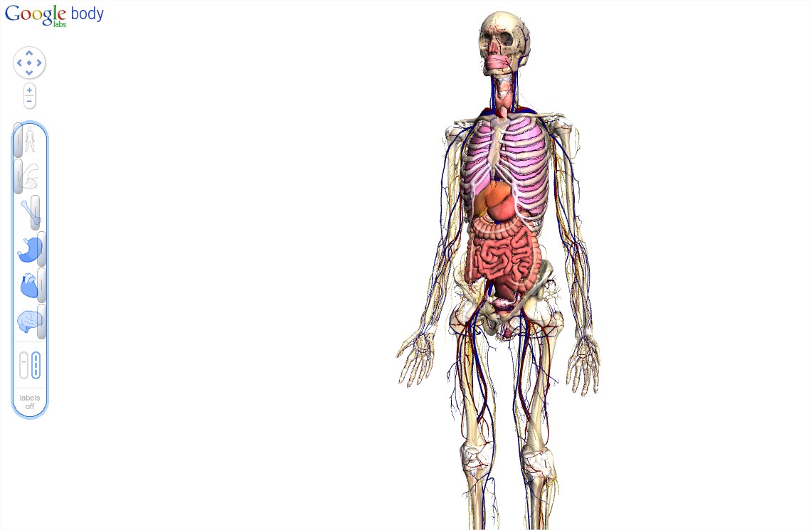 Internet para bobos: Google Body descubre con google el cuerpo humano en 3D