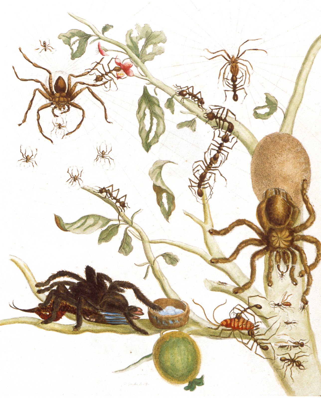 stormidae: random science 18: Maria Sibylla Merian 1647 - 1717