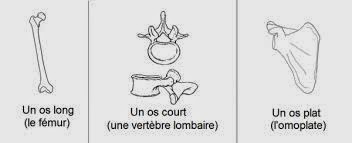 A n a t o m y: Osteologie.