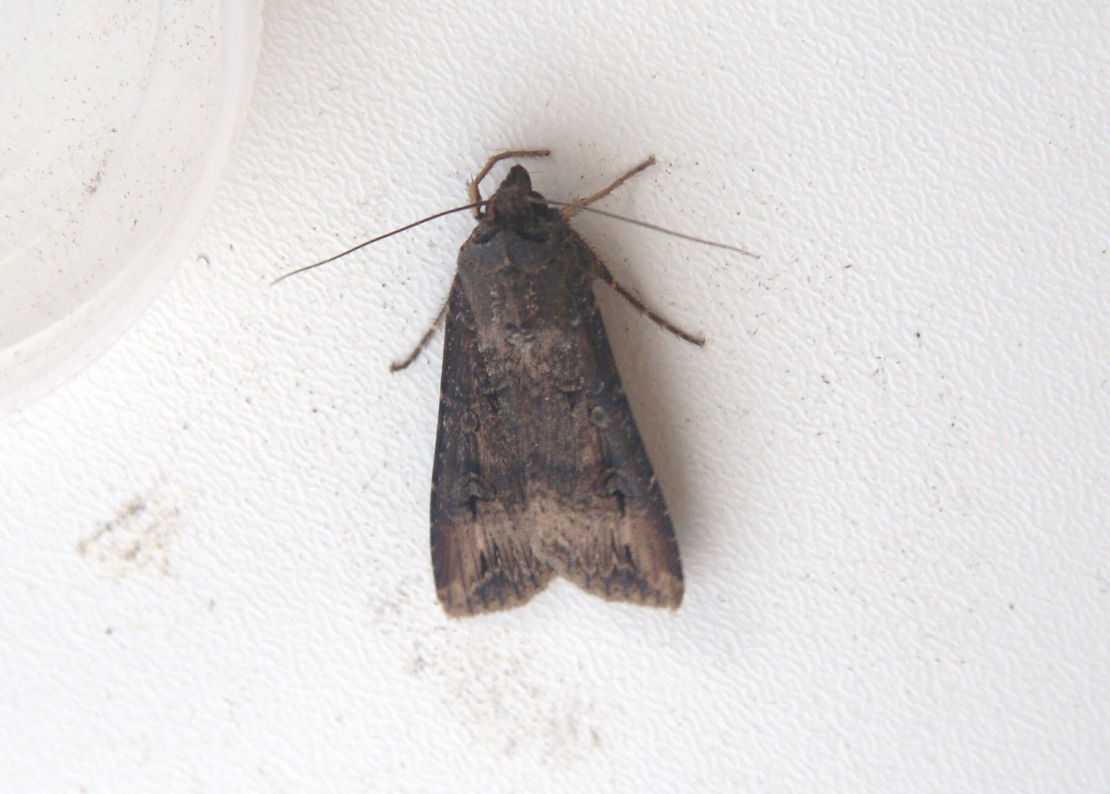 North Wales Bug Blog: July 2013