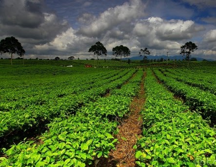 Budidaya Tanaman Teh, Cara Tanam Dari Pembibitan Hingga Panen - Rumah ...