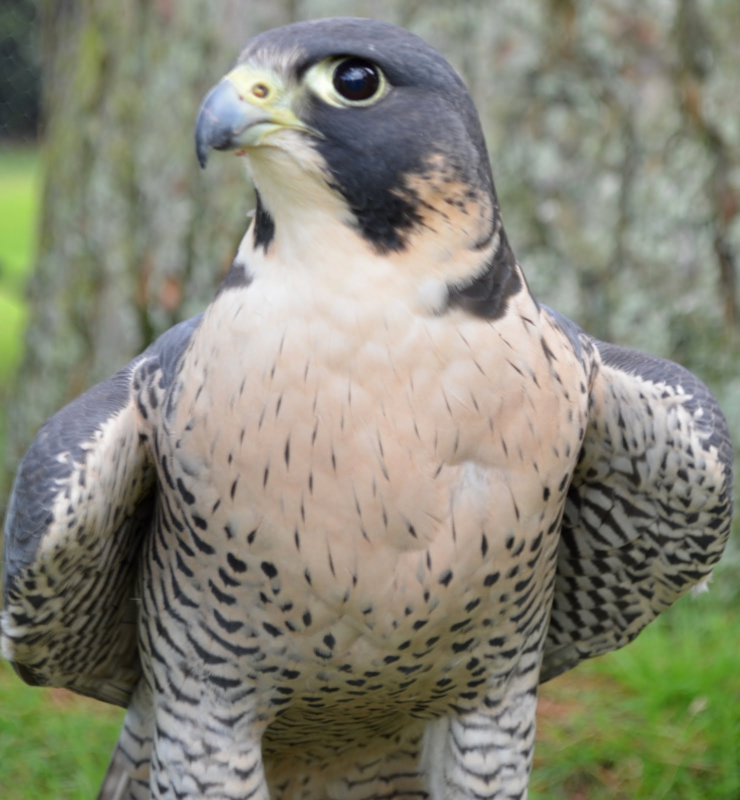 Tour Scotland: Tour Scotland Photographs Peregrine Falcon Highland ...