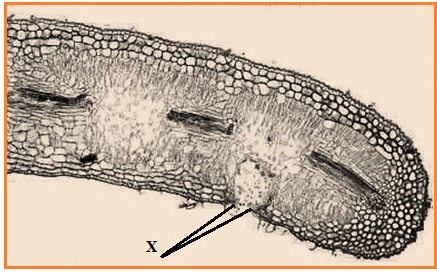 BIOLOGI GONZAGA: LATIHAN UJIAN OSN