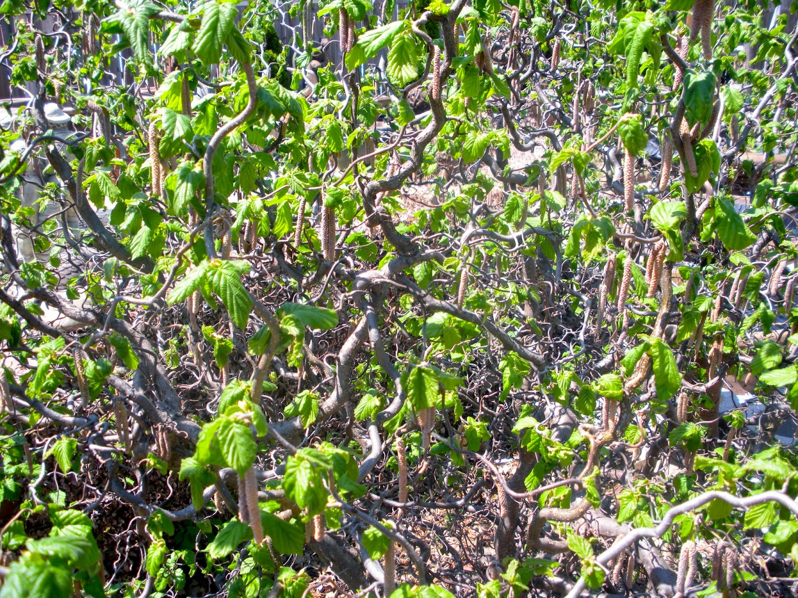 Memphis Trees: Eye catching trees