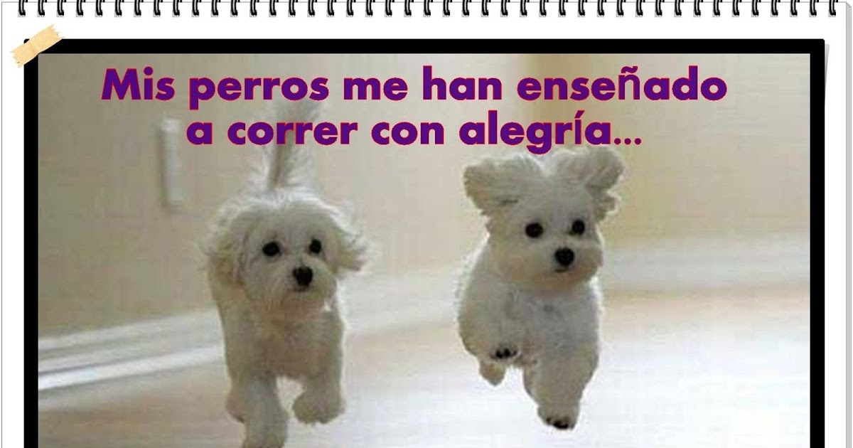 Reflexiones para TI y para MÍ: // Mis perros me han enseñado..