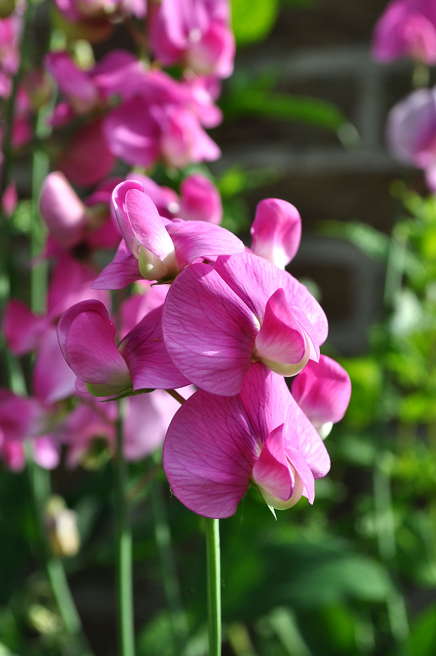 WiLDE WiCKEN - goldenfairycottage