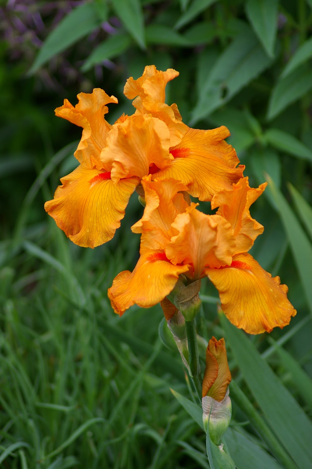 Great Bulbs and Perennials: Tall Bearded Iris Showing Off