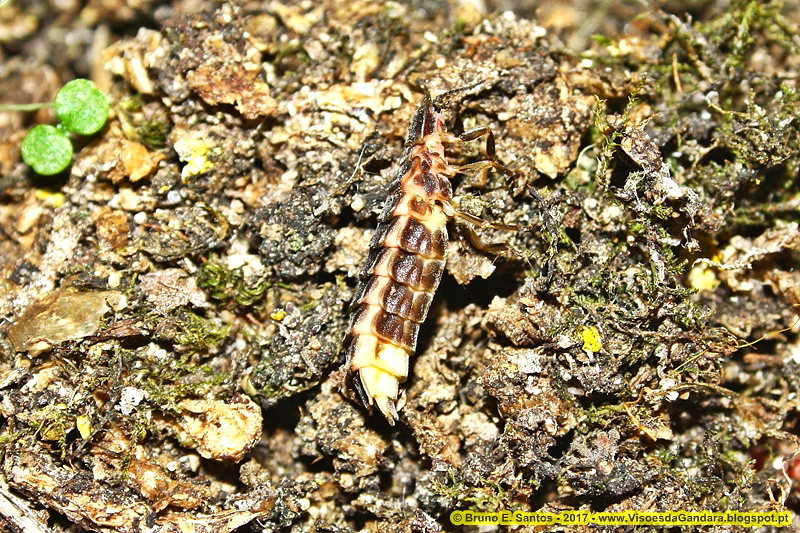 Visões da Gândara: Insecto Bioluminescente no Quintal - II: